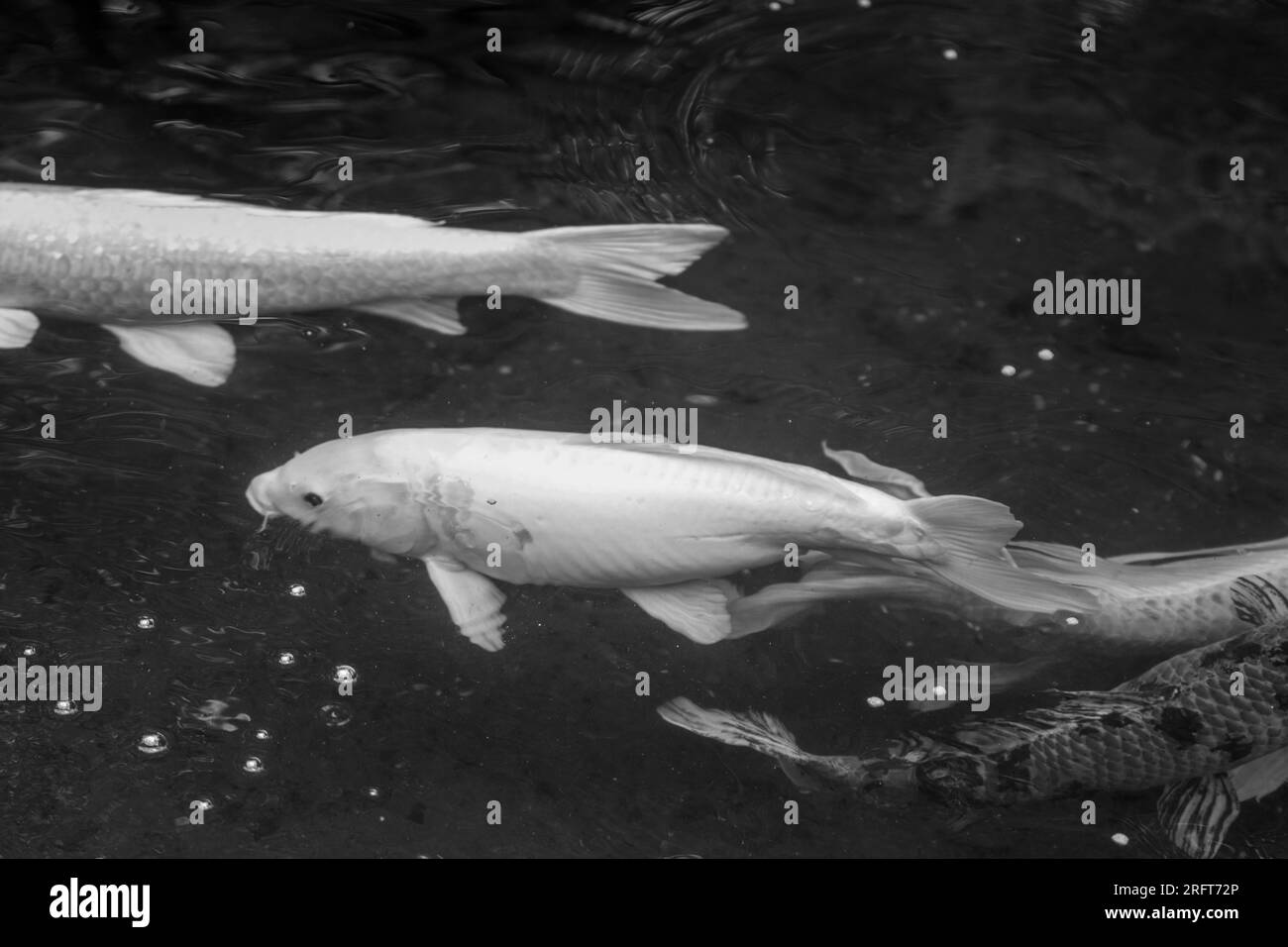 Black and White Koi fish in the pond at Botanical Garden Wichita Kansas ...