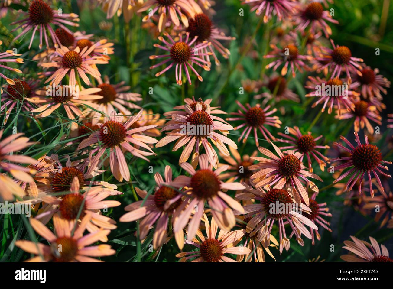 pretty red flowers of coneflowers plants. Echinacea purpurea in the ...