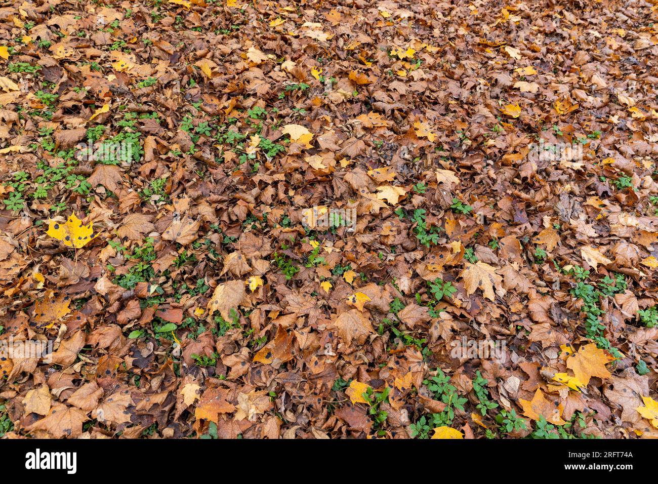 Autumn foliage on trees in Europe, changes in foliage color in the ...