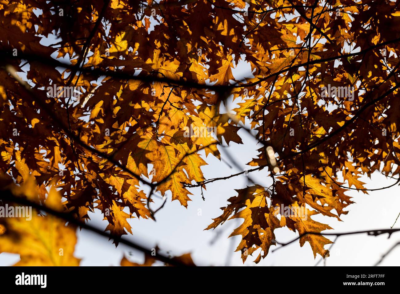 Orange oak foliage close-up, oak trees with falling foliage in the ...