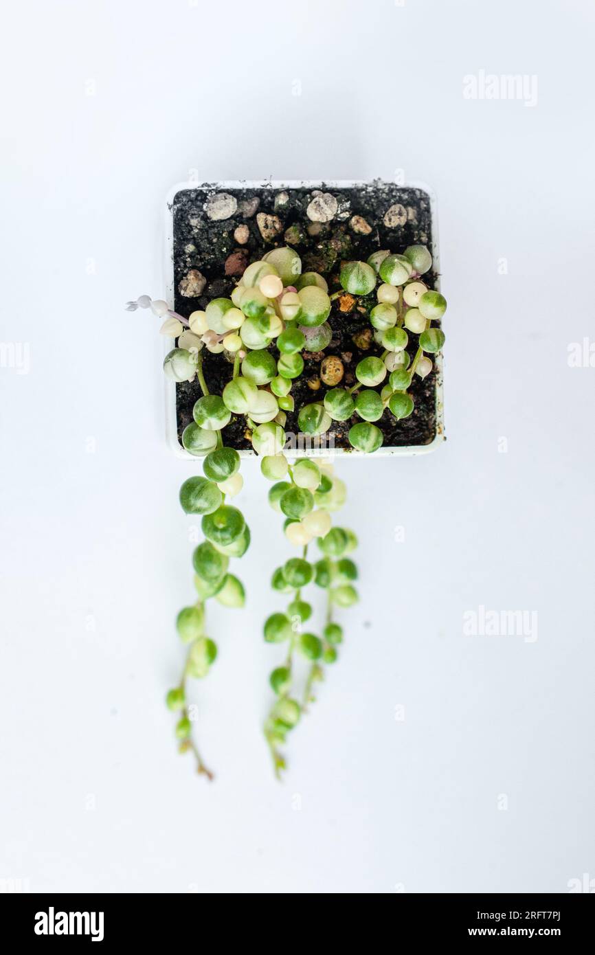 Evergreen senecio rowleyanus variegata plant in pot, top view ...