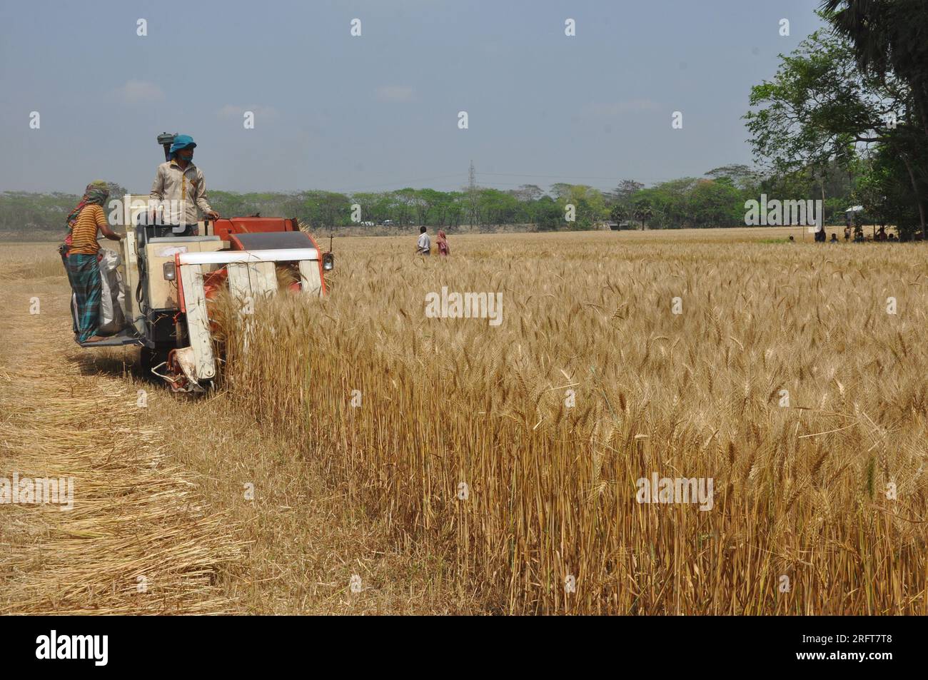 Wheat is one of the most important winter crops and is temperature ...
