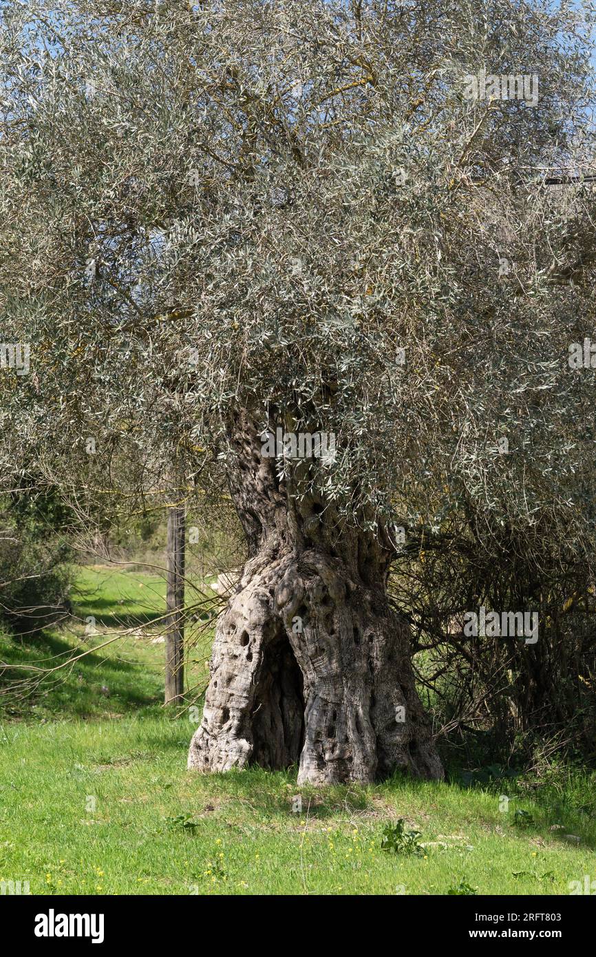 Ancient olive tree with a large hollow in an Israeli village Stock ...