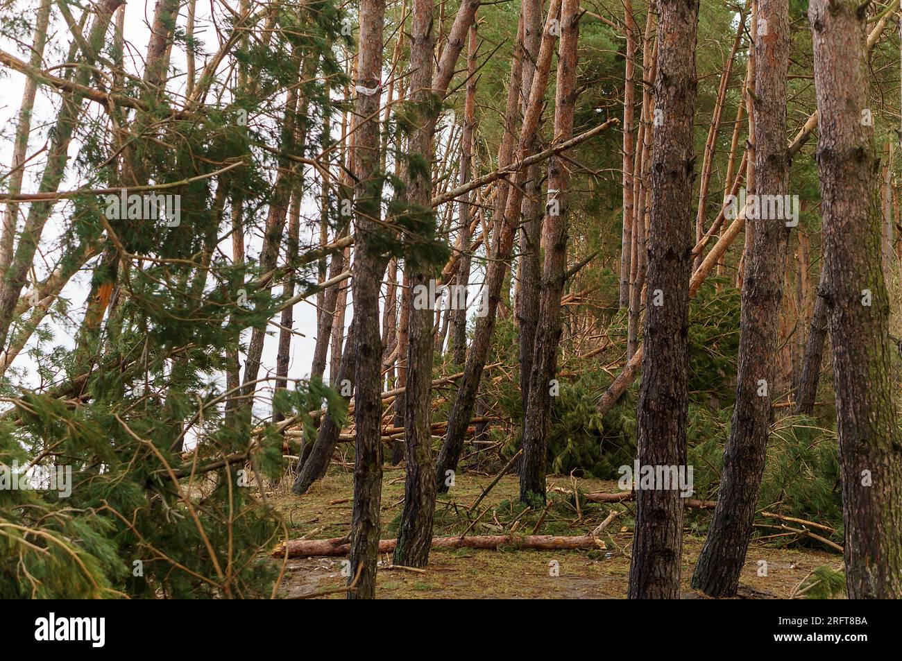 The storm at sea. Trees felled by the hurricane. Destruction of a pine ...