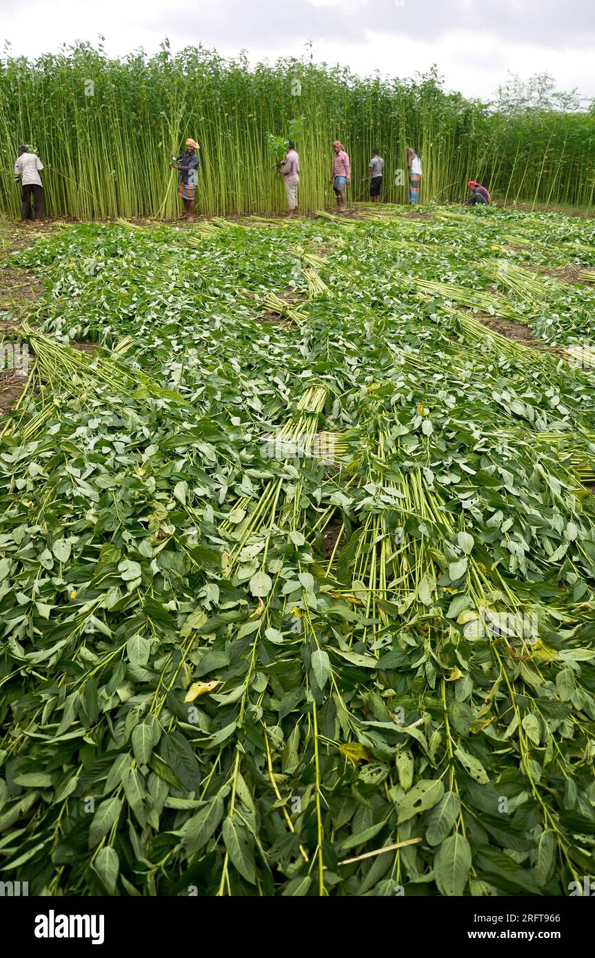 Jute Industry Bangladesh at Alfred Wilford blog