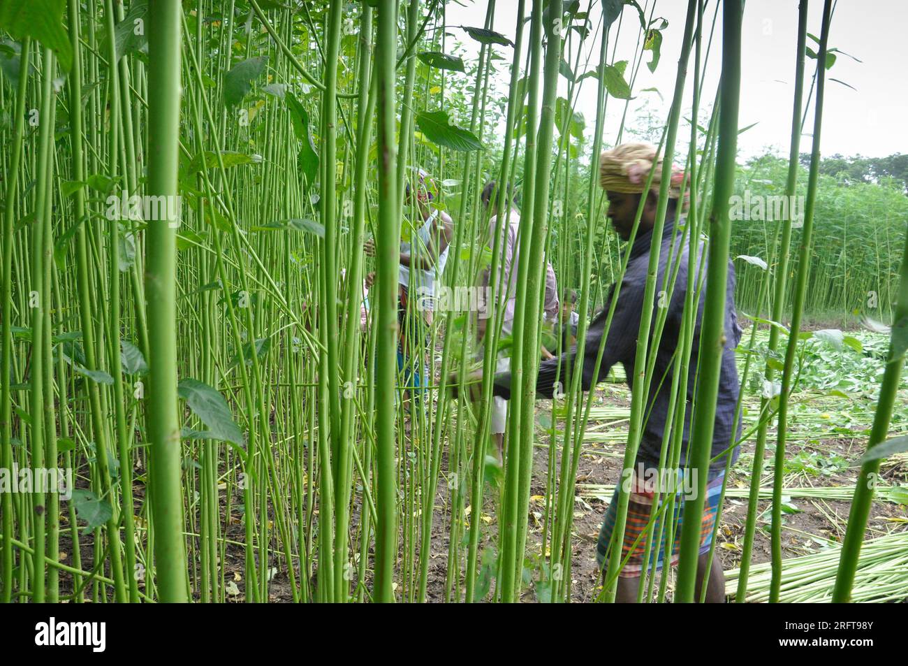 The jute industry Historically and culturally important industry in ...