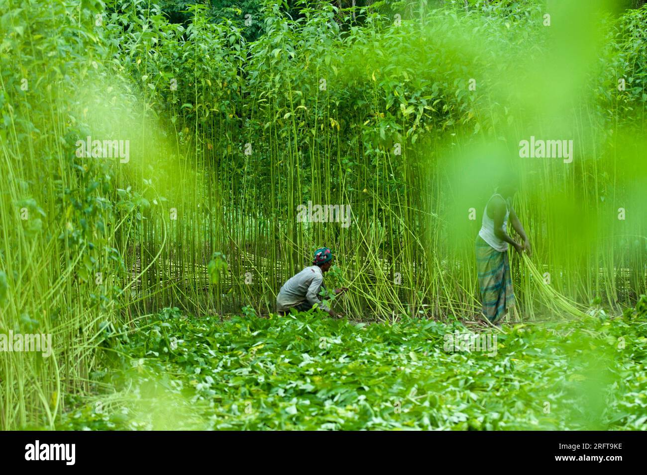The jute industry Historically and culturally important industry in ...