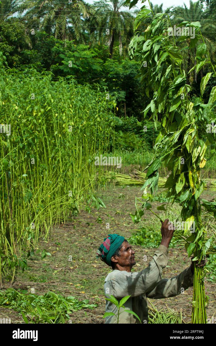 Jute Industry Bangladesh at Alfred Wilford blog