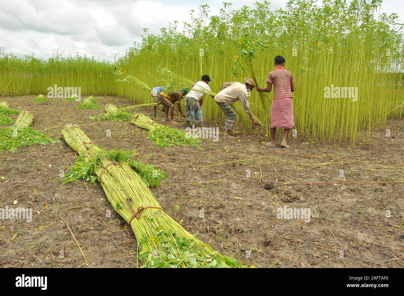 The jute industry Historically and culturally important industry in Bangladesh. Jute one of the ...
