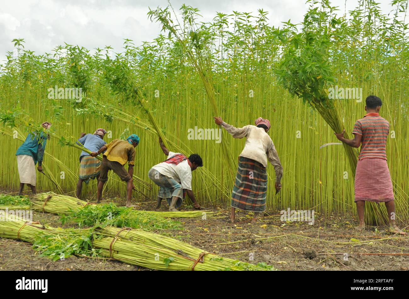 The jute industry Historically and culturally important industry in ...