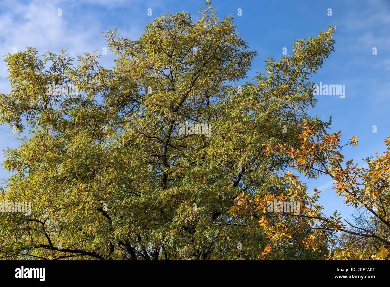 Mixed forest in the autumn season with different deciduous trees ...