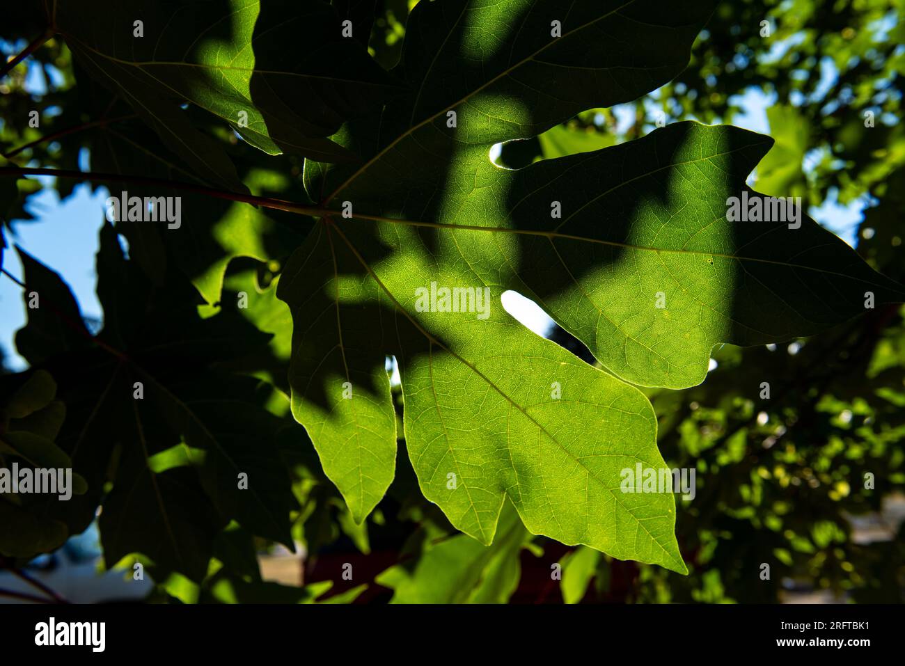 One big maple autumn leaf hi-res stock photography and images - Alamy