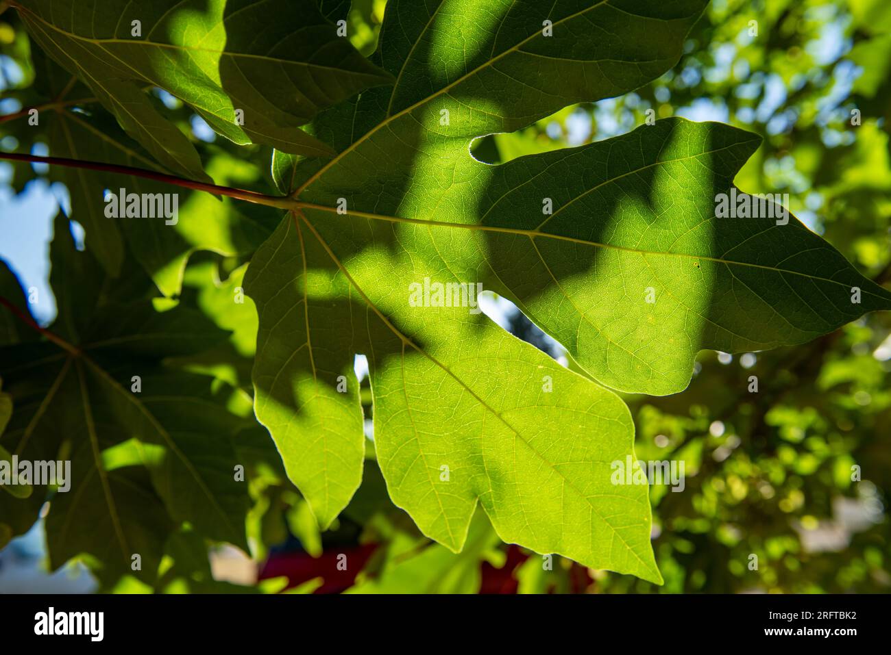 One big maple autumn leaf hi-res stock photography and images - Alamy