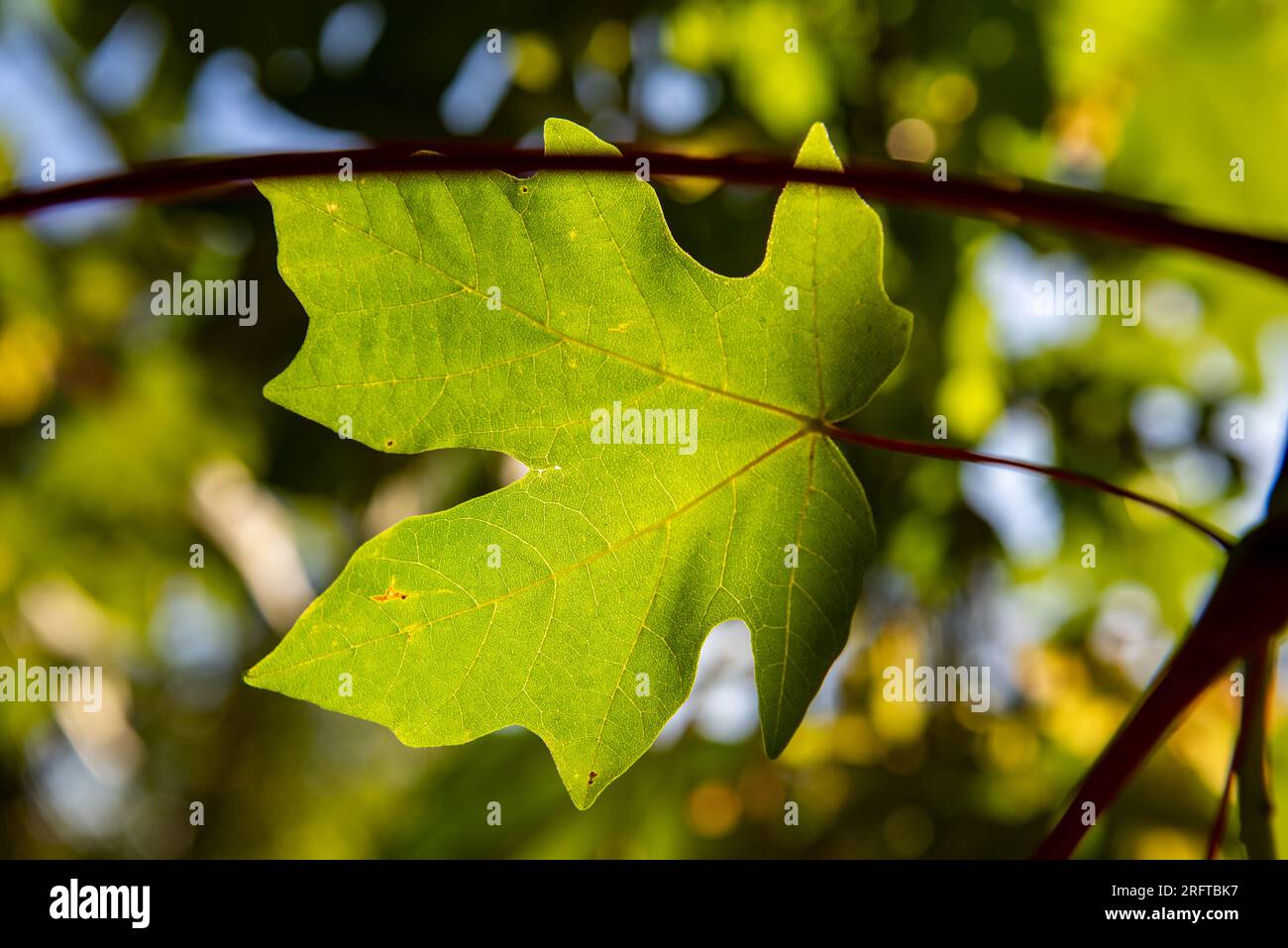 Big Leaf Maple in Washington State Stock Photo - Alamy