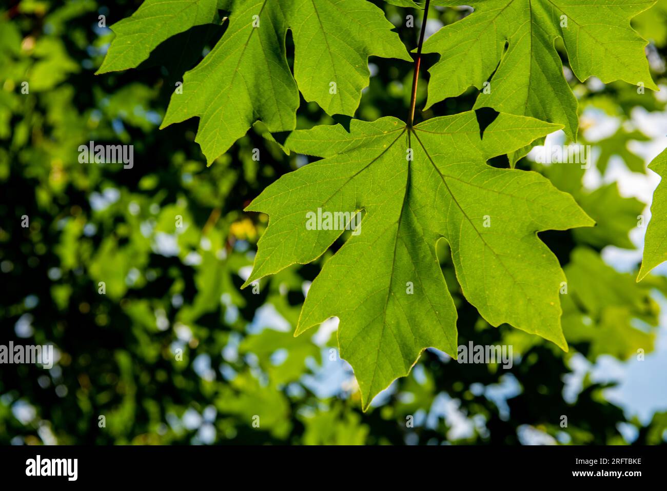One big maple autumn leaf hi-res stock photography and images - Alamy