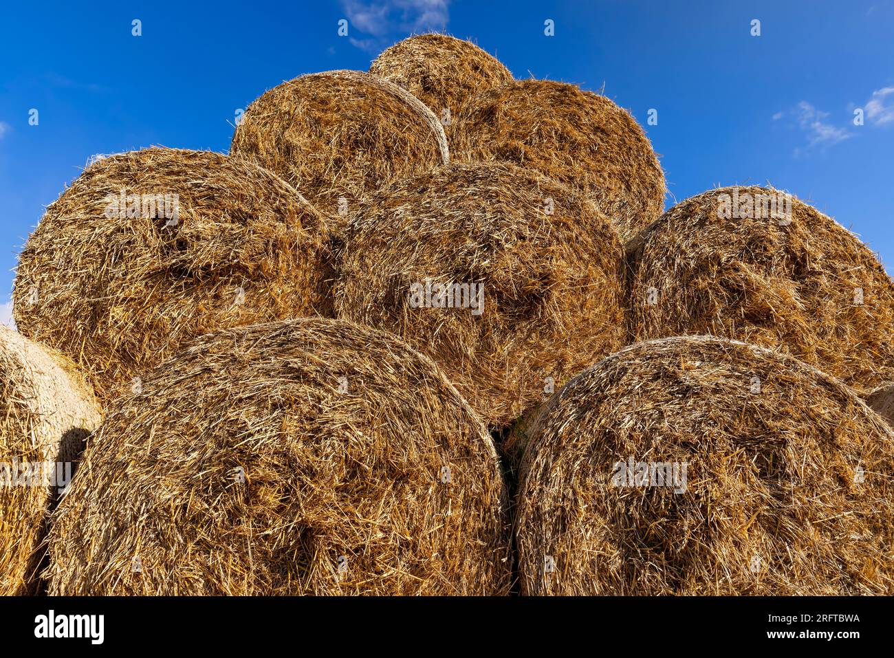 An agricultural field where wheat crops are harvested and straw stacks ...