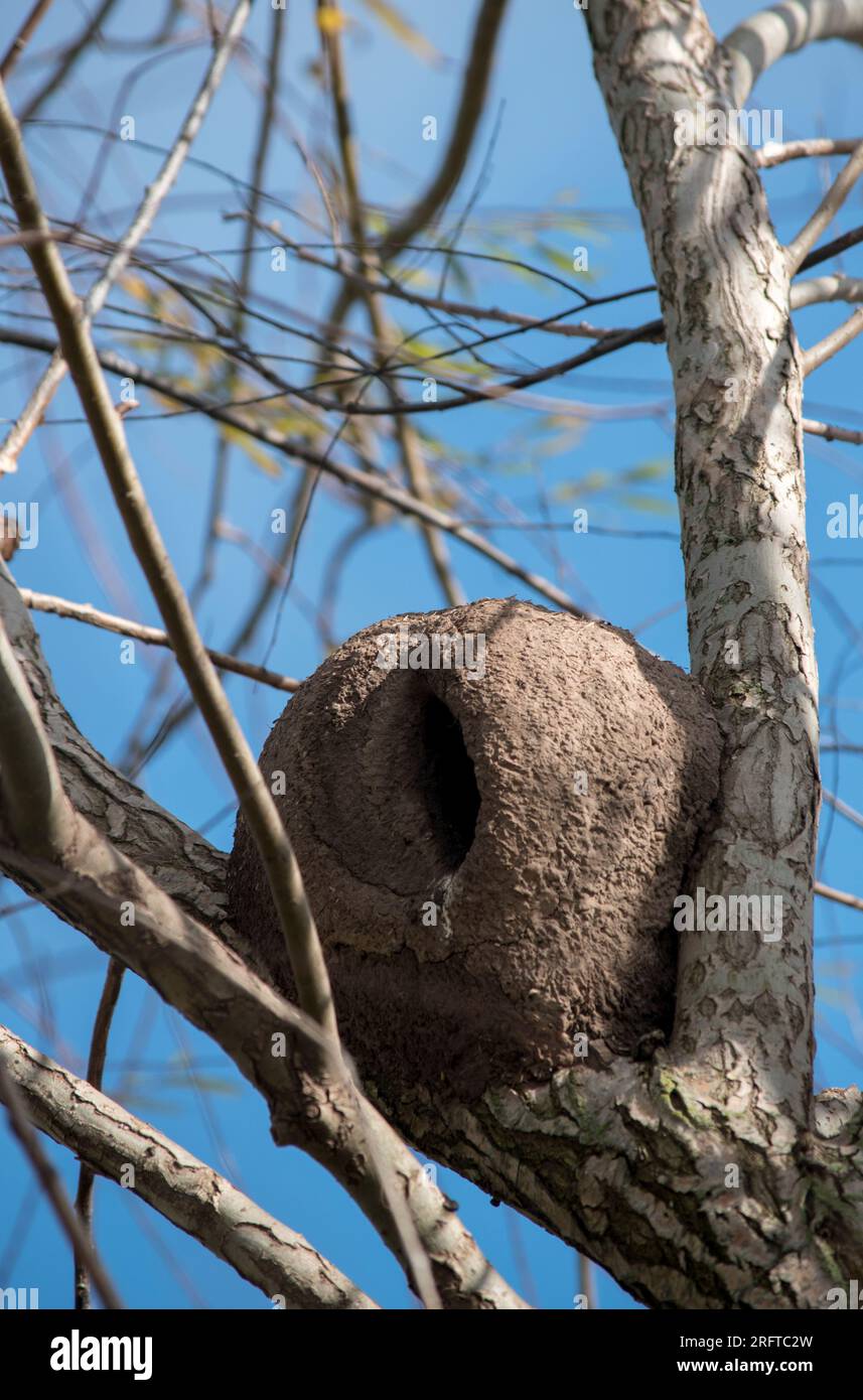 Hornero nests in the branches of a tree. Furnarius rufus Stock Photo ...