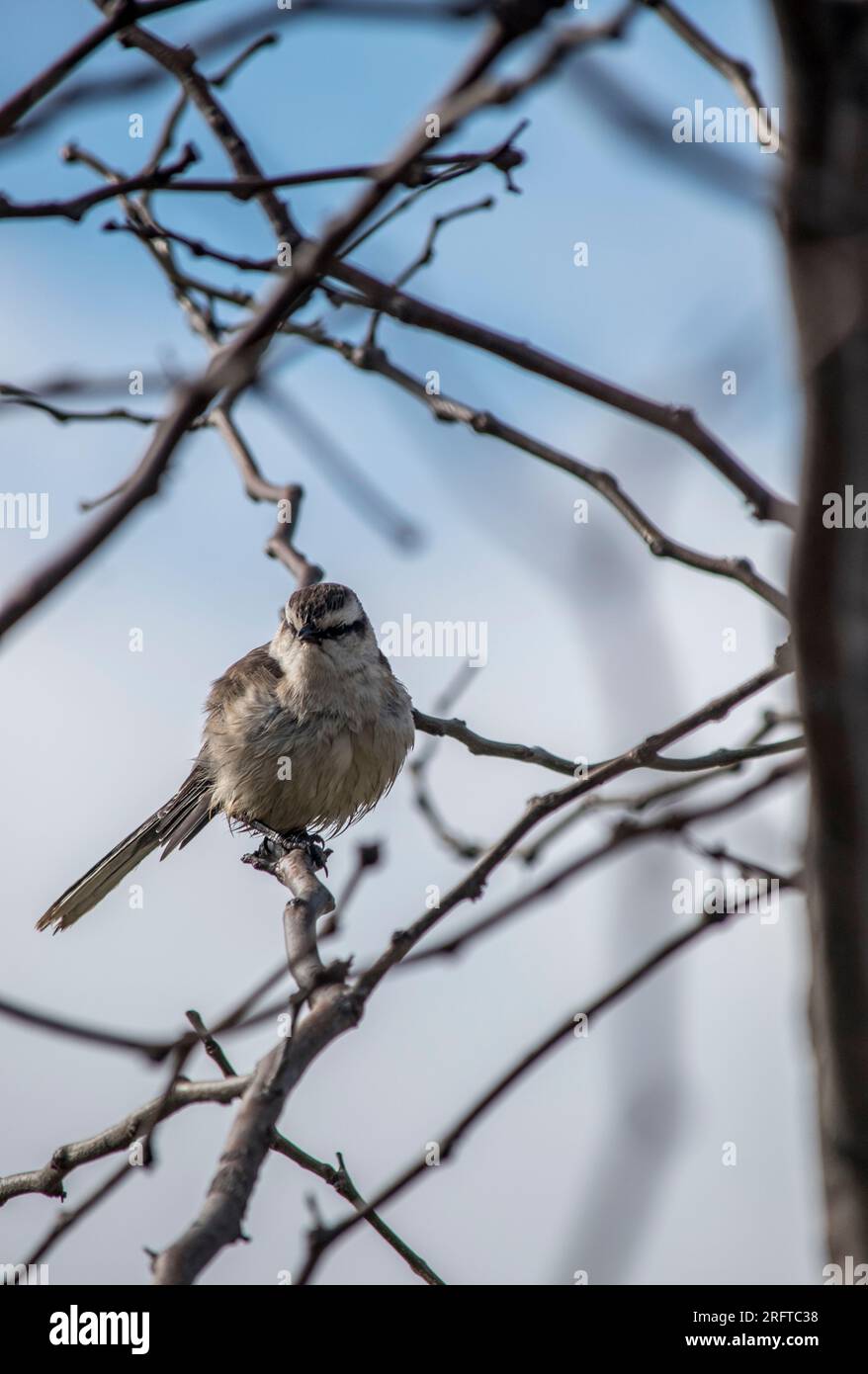 Lark tree hi-res stock photography and images - Alamy