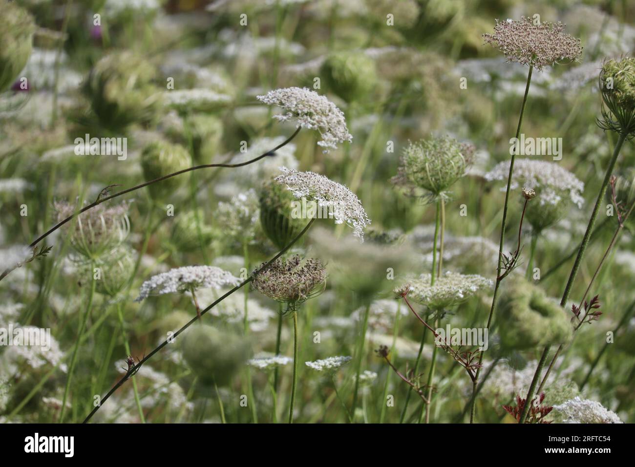wild Carrot plants wag in front of the Nose Stock Photo - Alamy