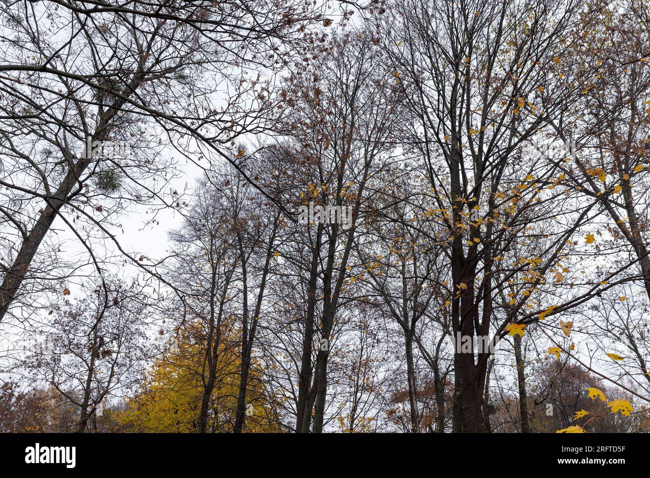 Trees with foliage falling in autumn, various deciduous trees with ...