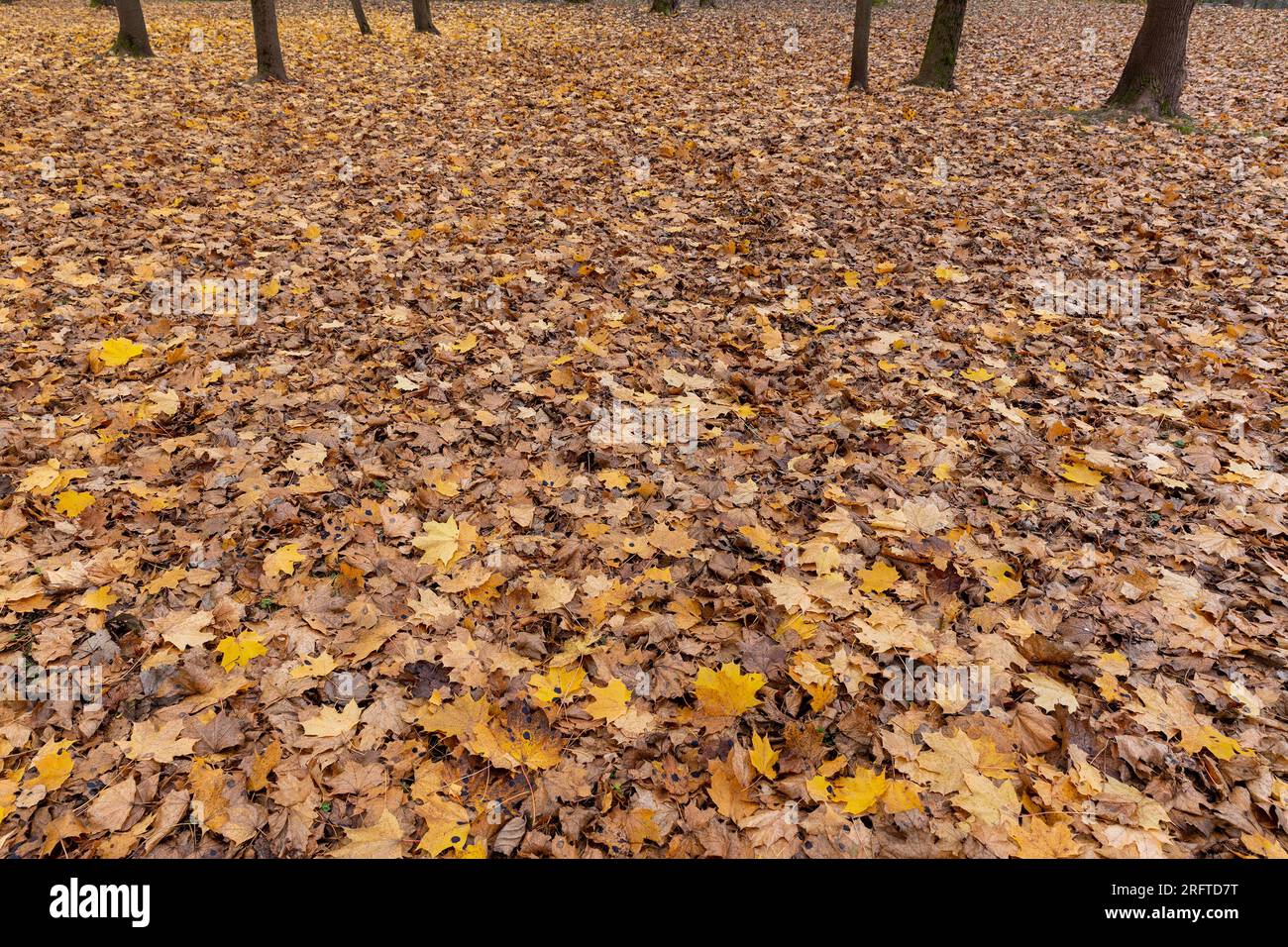 Autumn foliage on trees in Europe, changes in foliage color in the ...