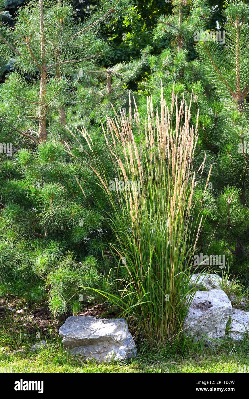 Young pines, reed grass and stones in the landscape design Stock Photo ...