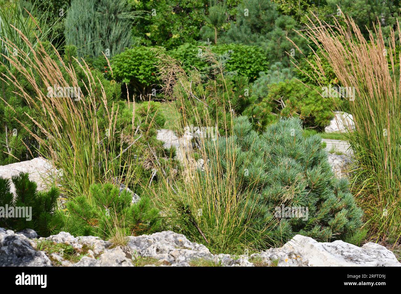 Young pines, reed grass and stones in the landscape design Stock Photo ...