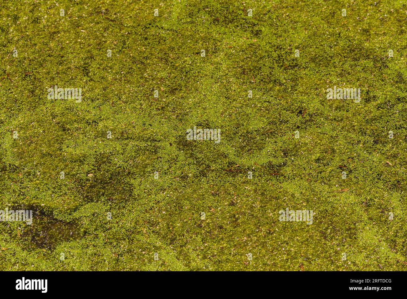Duckweed or Lemnoideae on water surface forming background or texture ...