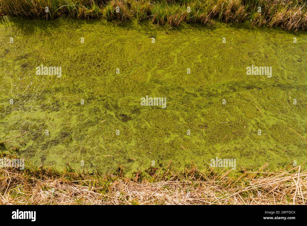 Stream or ditch with Duckweed or Lemnoideae on water surface forming ...