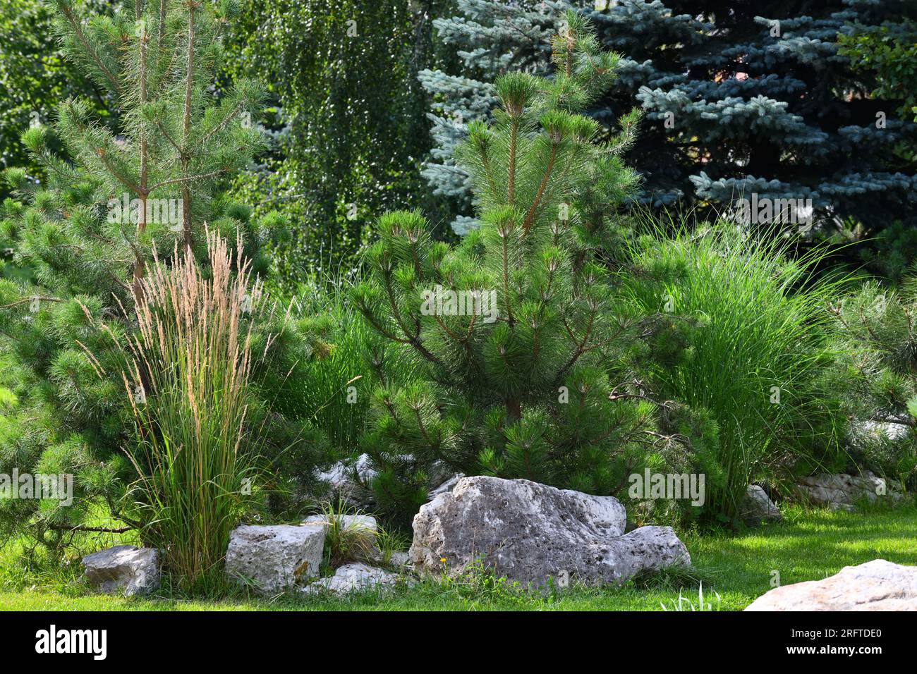 Young pines, reed grass and stones in the landscape design Stock Photo ...