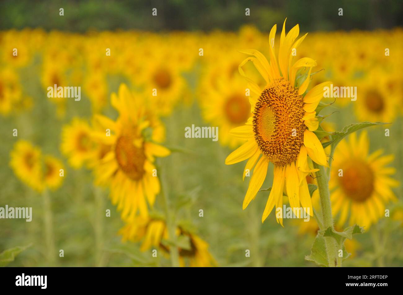 Bangladesh's consumption of sunflower oil is rising in recent years ...