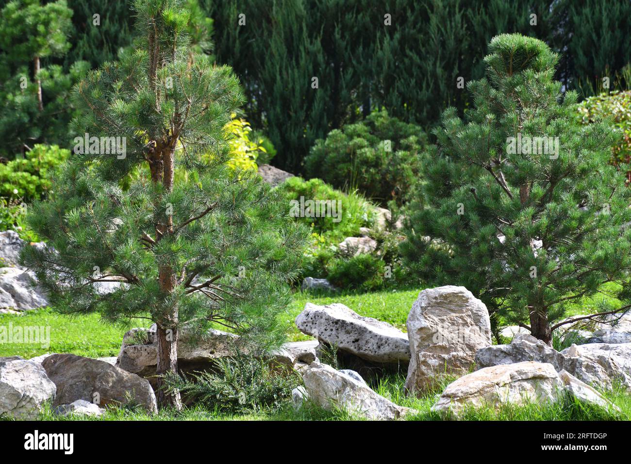 Combining various coniferous trees and stones to create the landscape ...