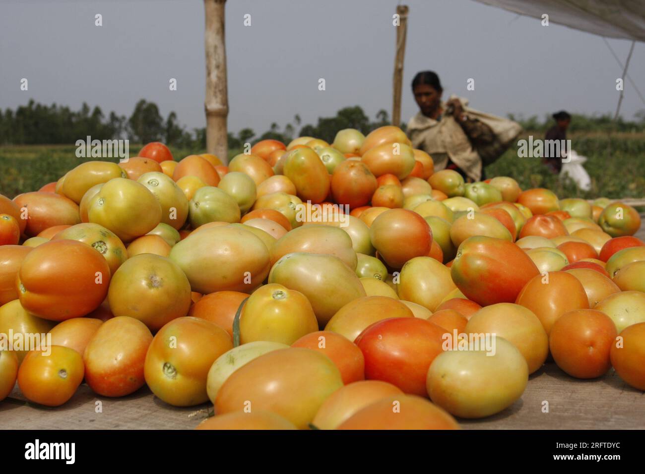 Tomato production in Bangladesh making it the fourth most produced ...