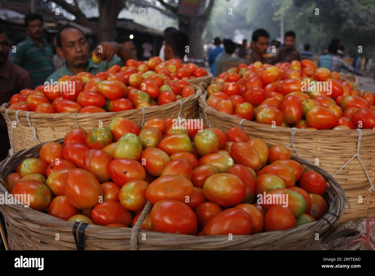Tomato production in Bangladesh making it the fourth most produced ...