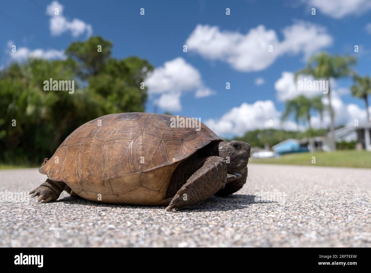 Endangered turtle walking on highway pavement. Wild Gopher Tortoise ...