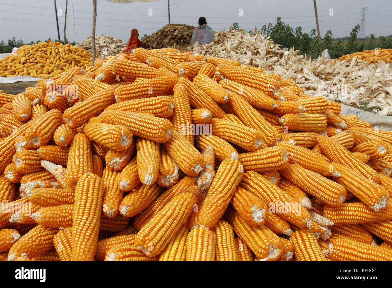 Bangladesh is expected to produce more maizes farmers, encouraged by ...