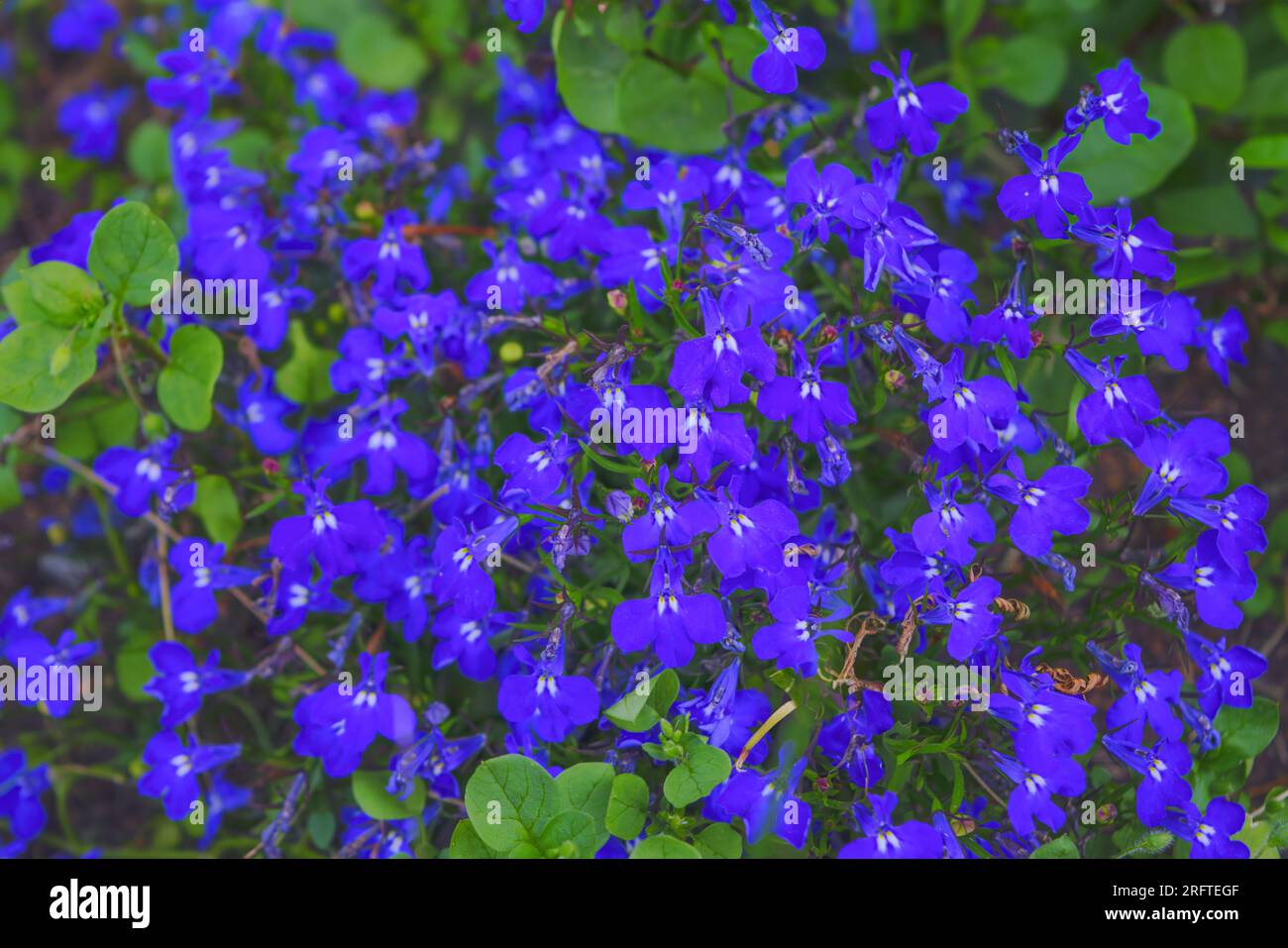 Blue Trailing Lobelia Sapphire flowers. Its Latin name is Lobelia ...