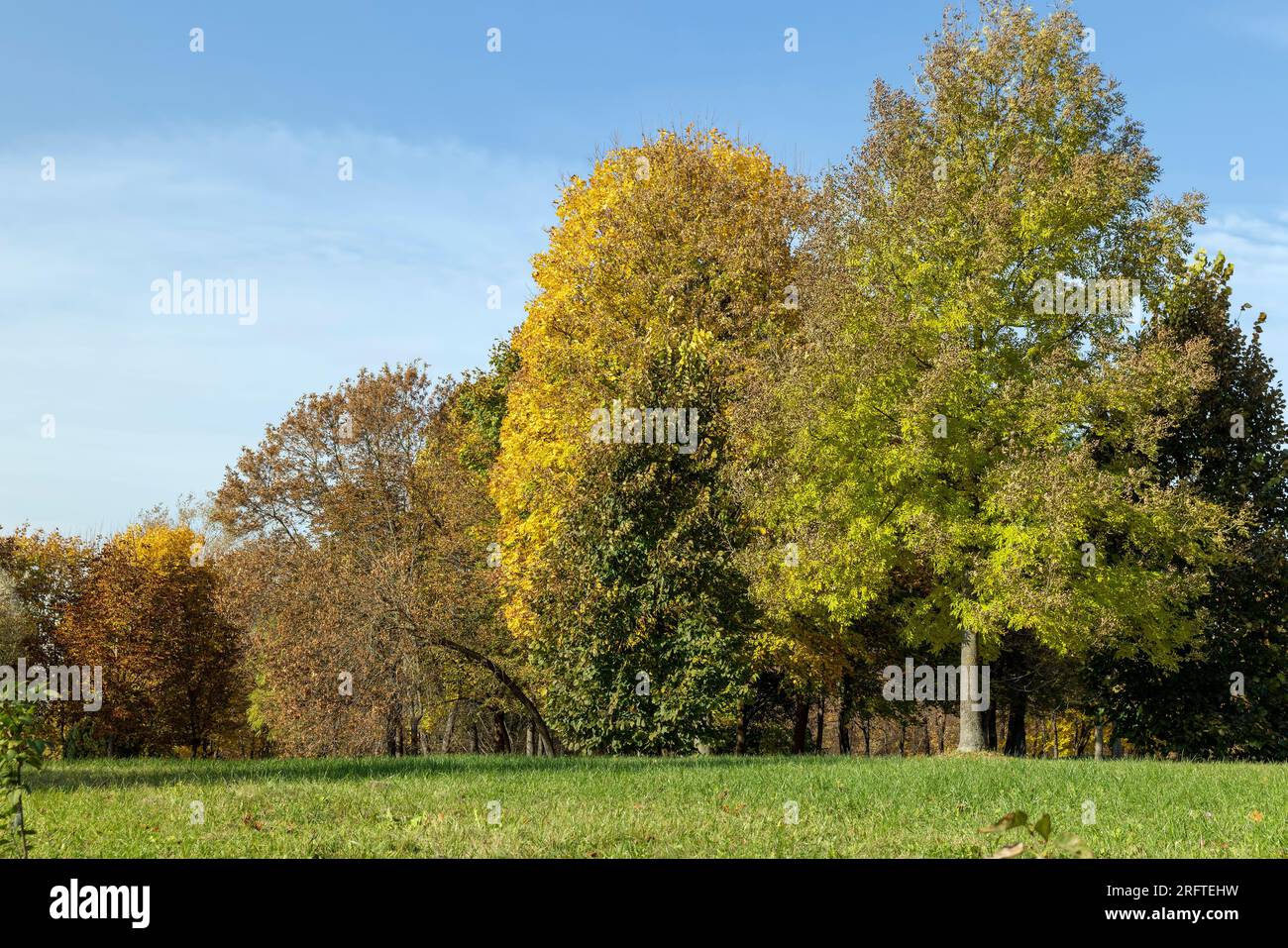 Autumn foliage on trees during its color change, beautiful autumn ...