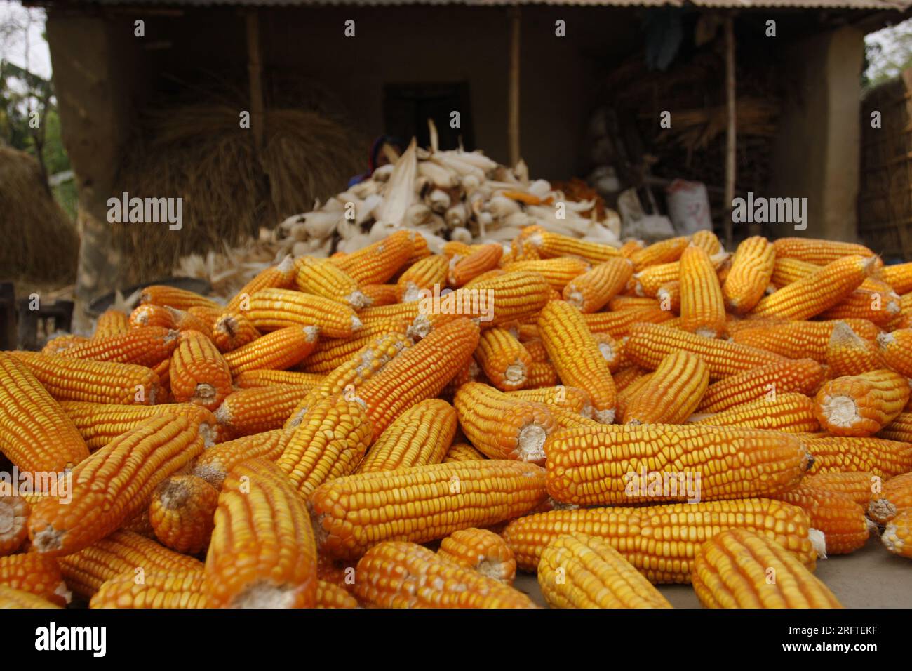 Bangladesh is expected to produce more maizes farmers, encouraged by ...