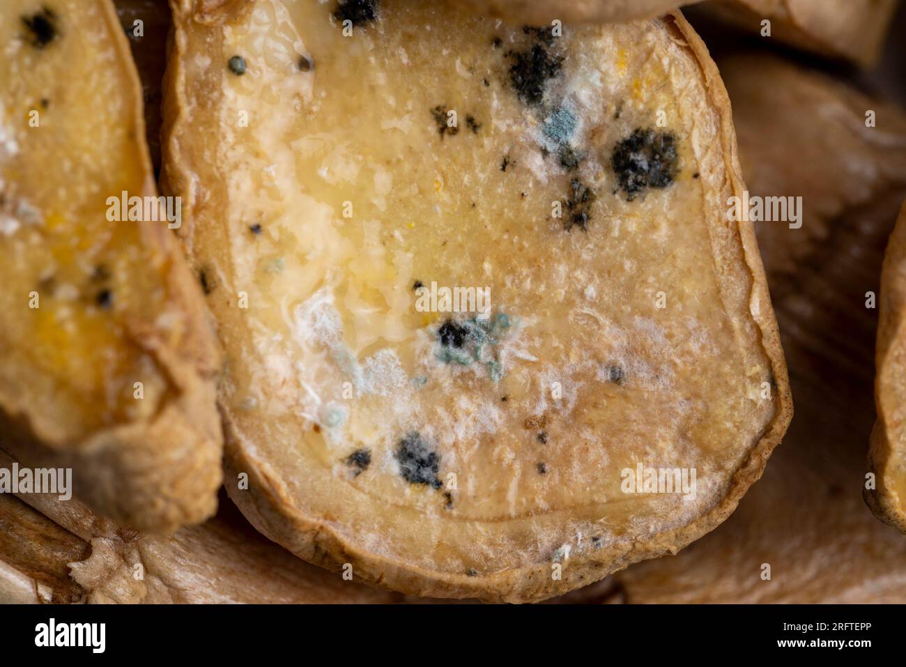 Spoiled and covered with mold sliced ginger, spices spoiled food ...