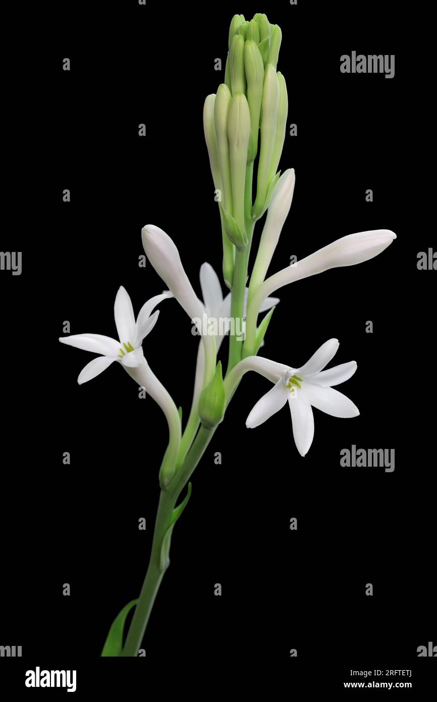 Tuberose flowers and buds, black background Stock Photo - Alamy
