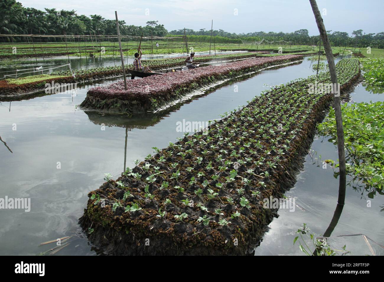 Floating agriculture is a traditional agricultural practice of ...