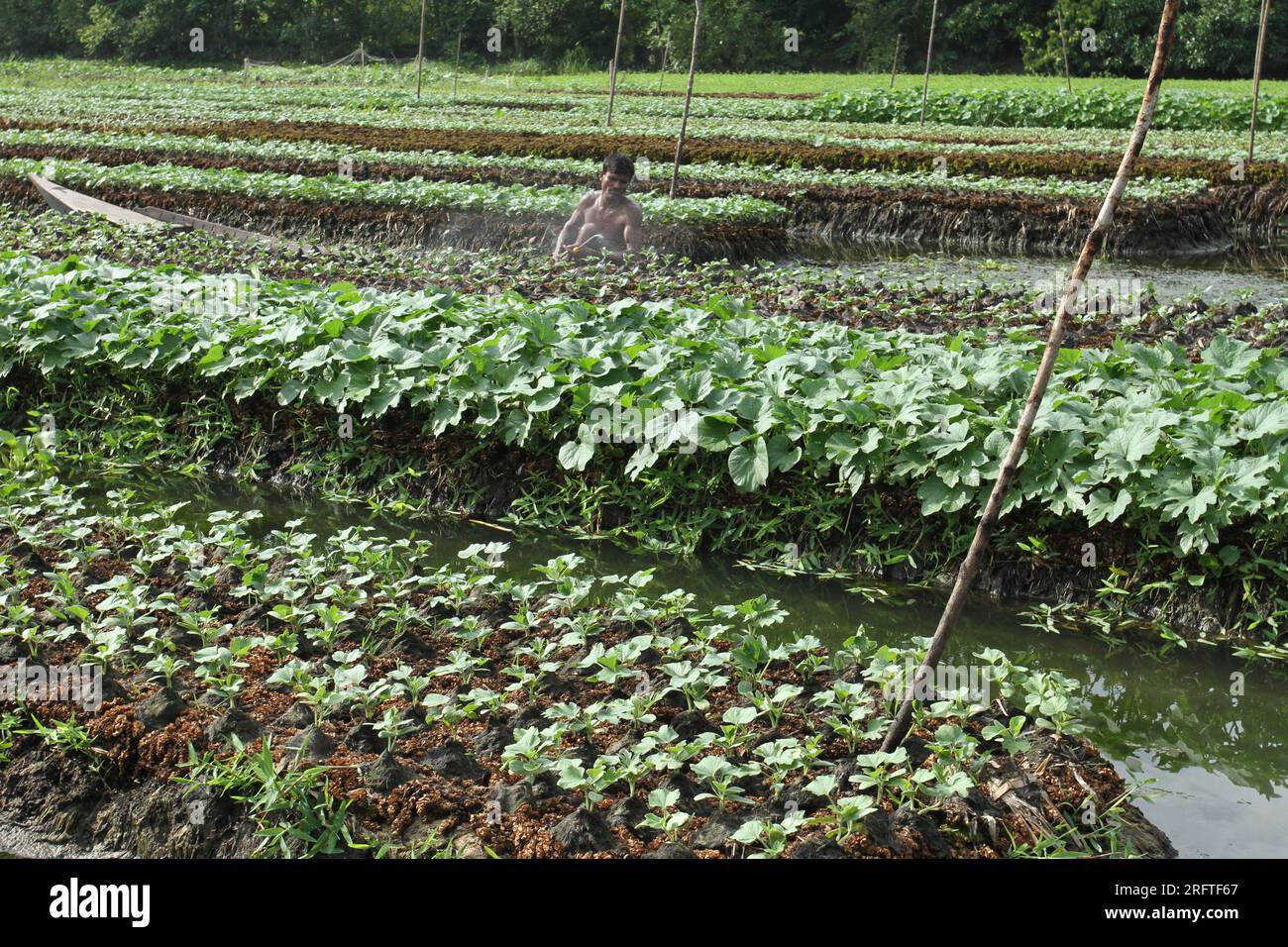Floating agriculture is a traditional agricultural practice of ...