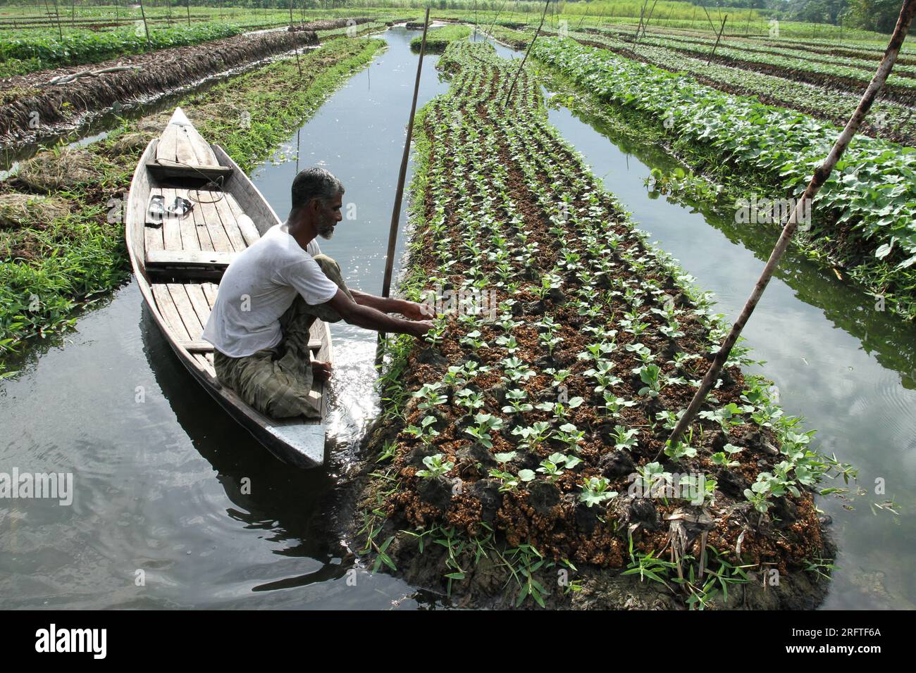 Floating agriculture is a traditional agricultural practice of ...
