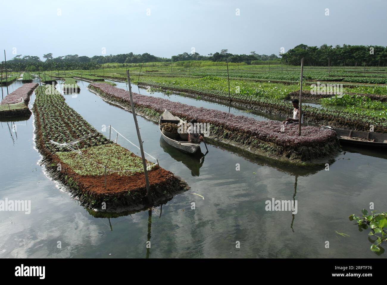 Floating agriculture is a traditional agricultural practice of ...