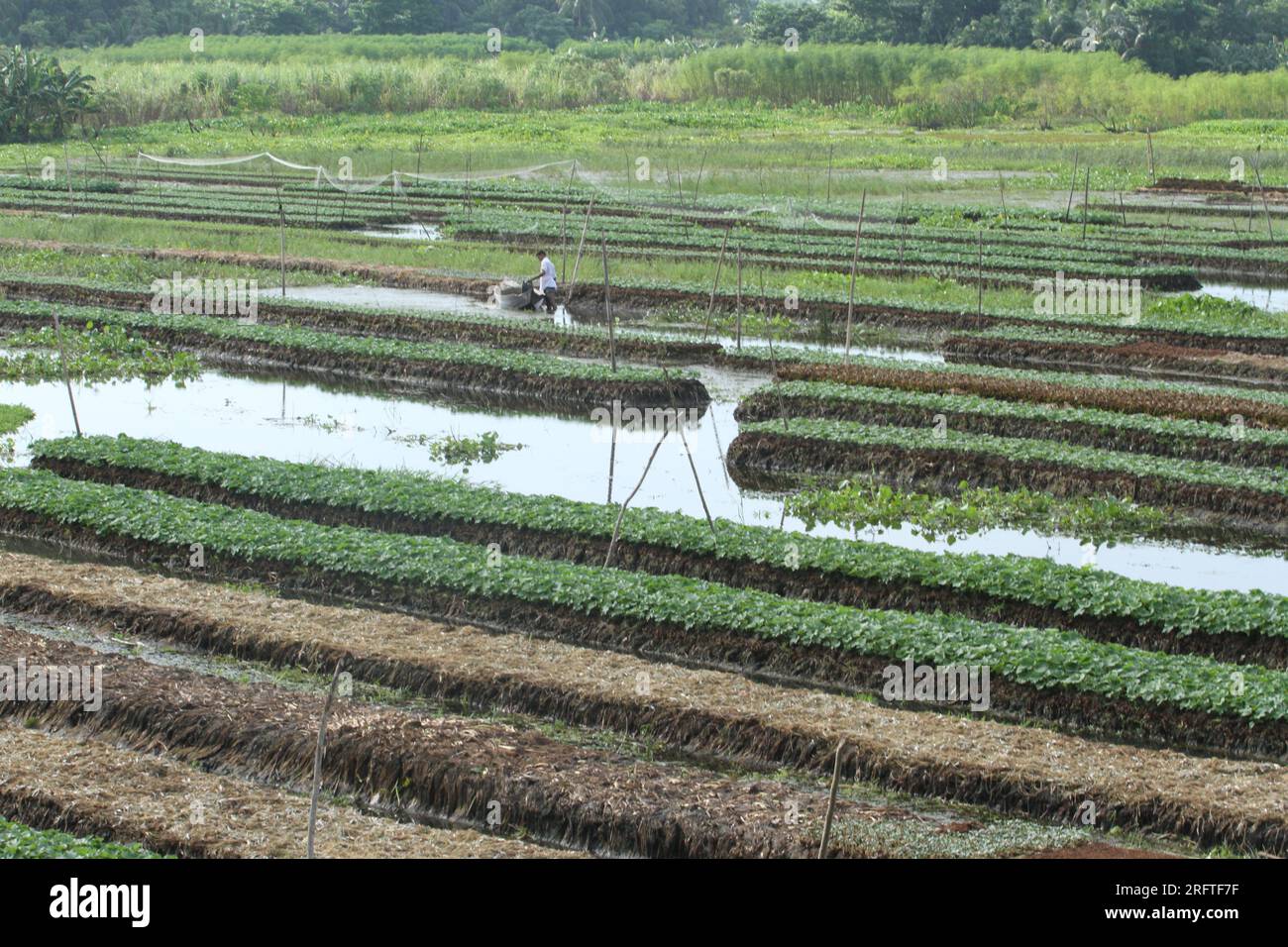 Floating agriculture is a traditional agricultural practice of ...