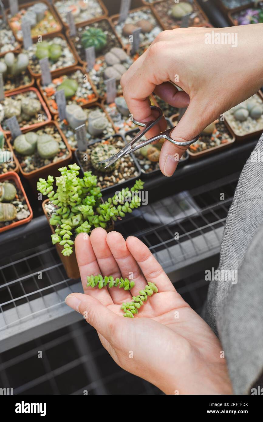 Houseplant pruning scissors hi-res stock photography and images - Alamy