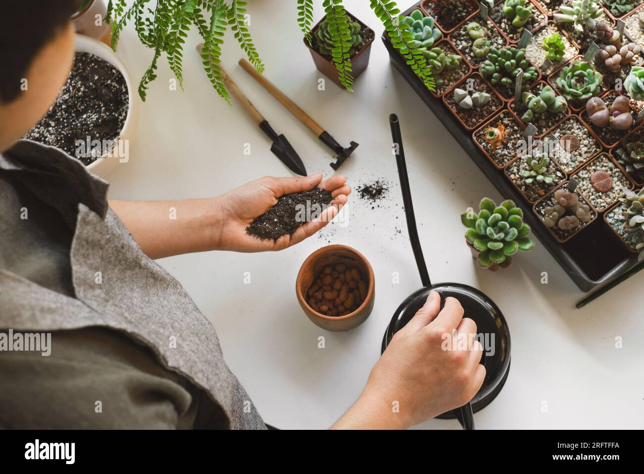 Put in soil hi-res stock photography and images - Alamy