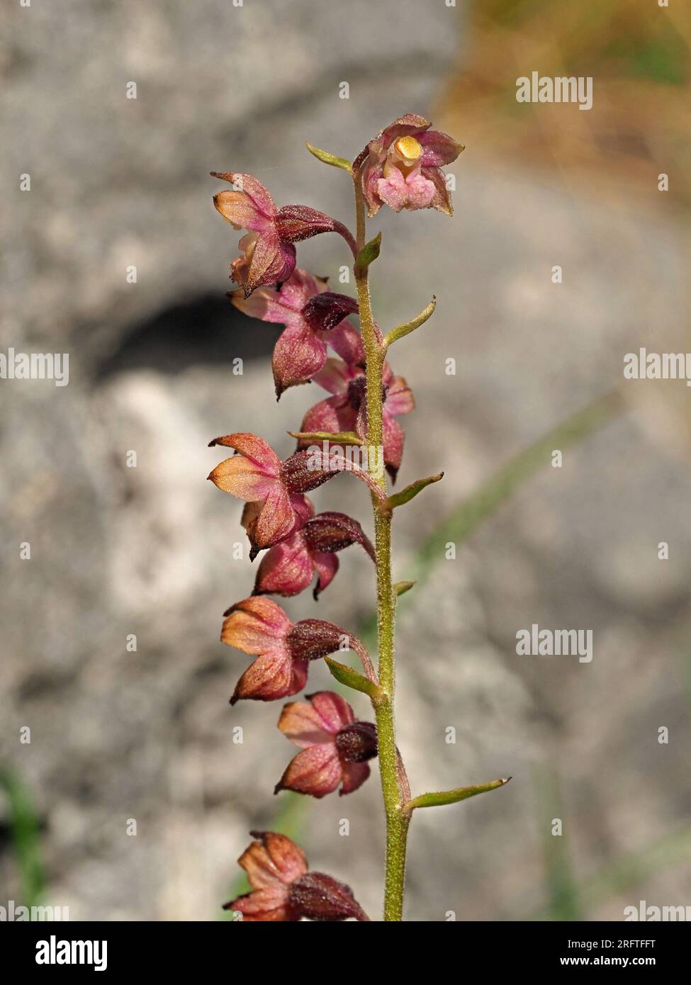 flowers on flowerspike of Dark Red Helleborine or royal helleborine ...