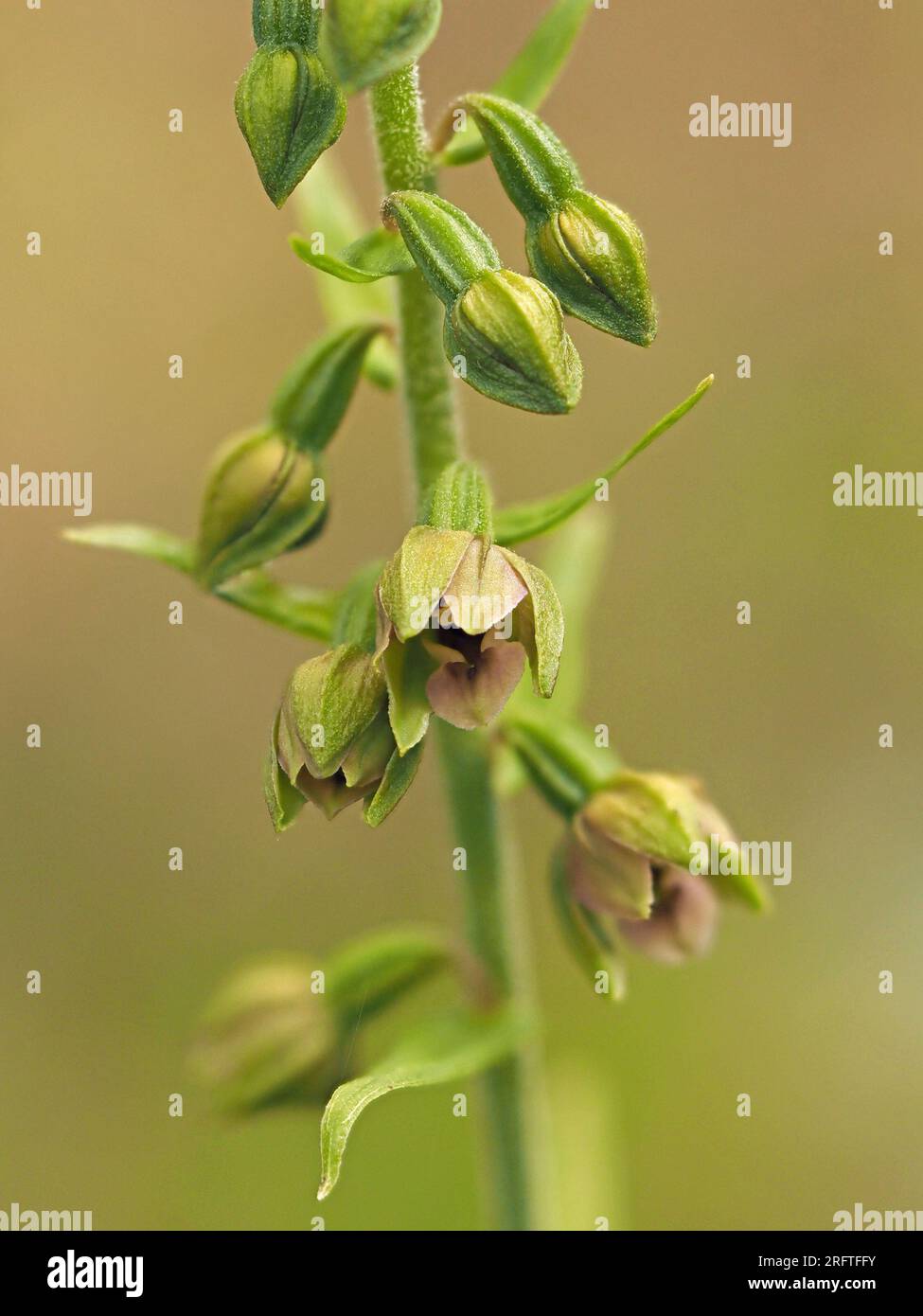 flowers on flowerspike of Broad-leaved Helleborine (Epipactis ...